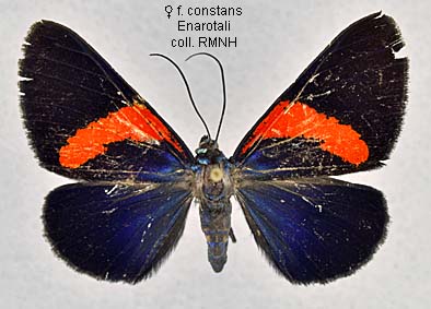 Papua Insects Foundation (Lepidoptera/Geometridae(Ennominae)/Milionia diva)